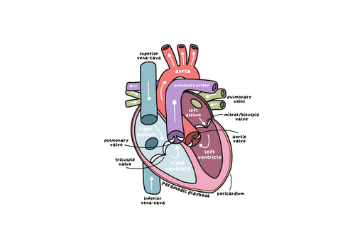 CARDIAC MEDICATION FLASH CARDS - *Pre order* – The Paramedic Playbook